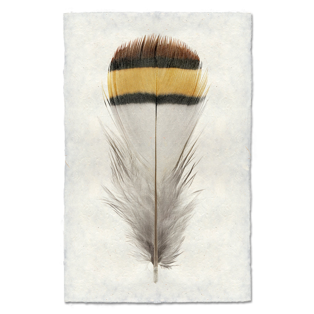 Chukar Partridge | Colored Feather Wall Art | Fine Art Feather ...