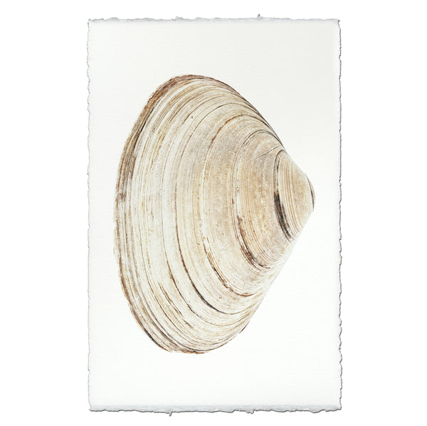 Atlantic Clam #9 - BARLOGA STUDIOS- fine photographs on intriguing papers