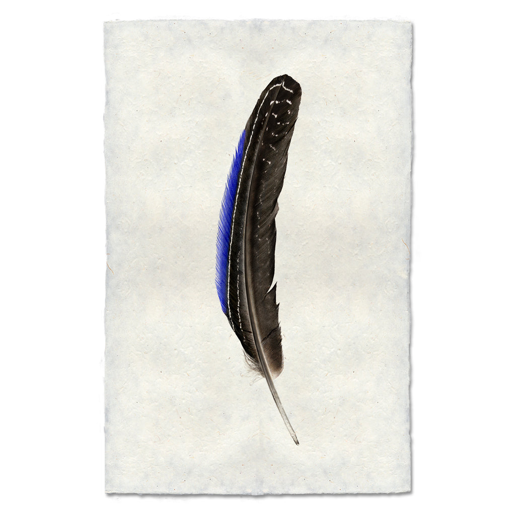 Feathers — Page 2 — BARLOGA STUDIOS- fine photographs on intriguing papers