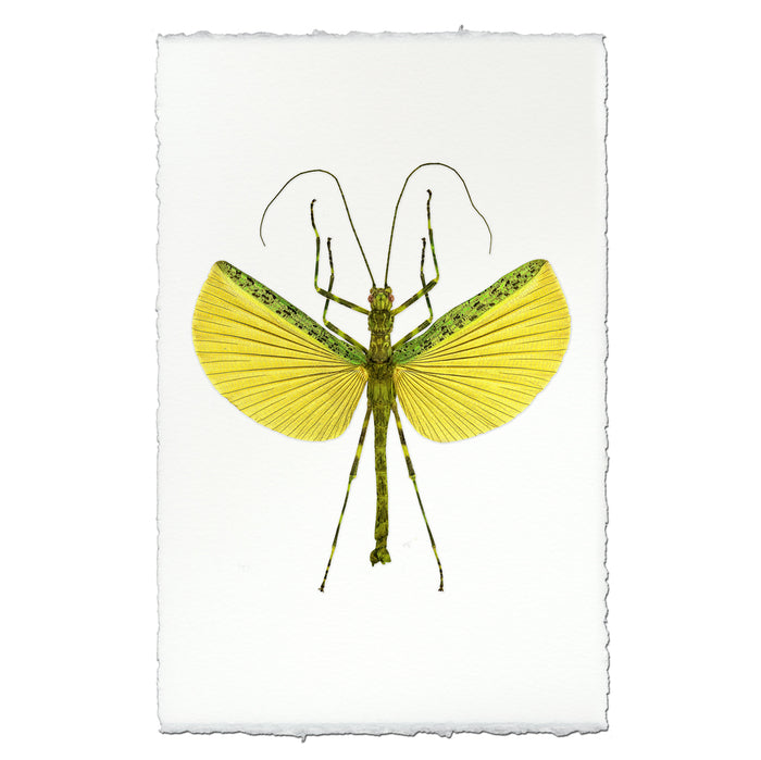 Insecta Collection - BARLOGA STUDIOS- fine photographs on intriguing papers