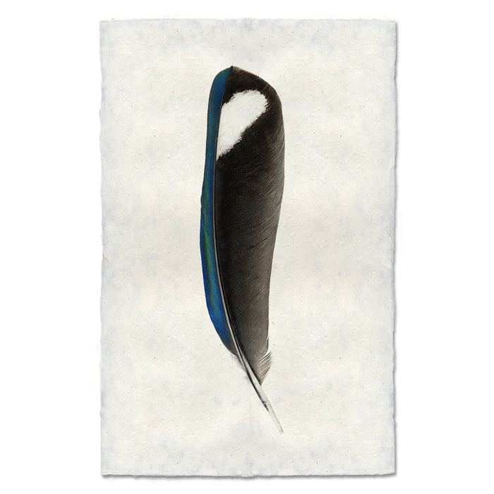 Birds Collection - BARLOGA STUDIOS- fine photographs on intriguing papers