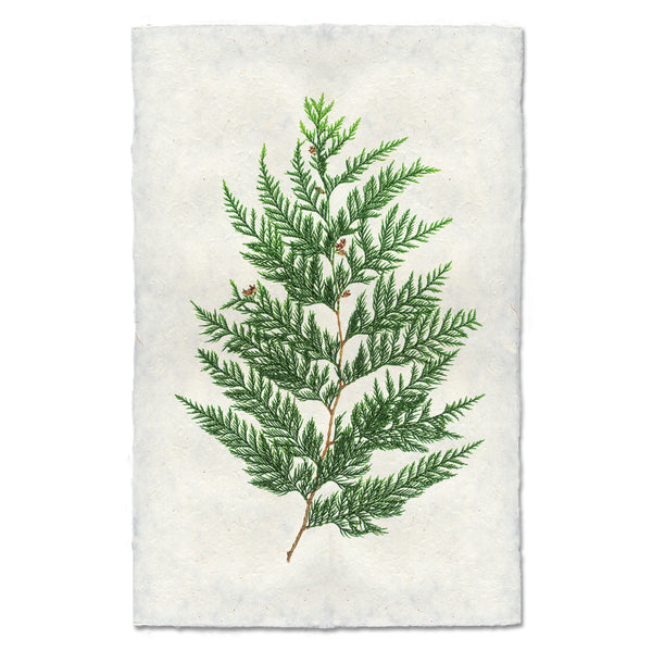 Pine Boughs - BARLOGA STUDIOS- fine photographs on intriguing papers