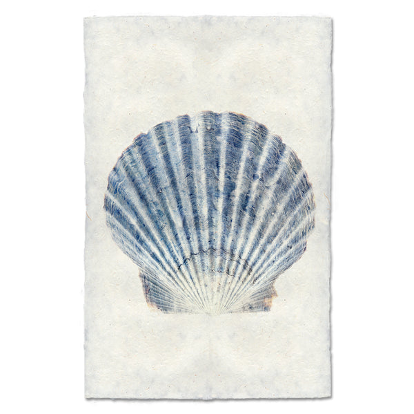 Scallop Shell #2 - BARLOGA STUDIOS- fine photographs on intriguing papers
