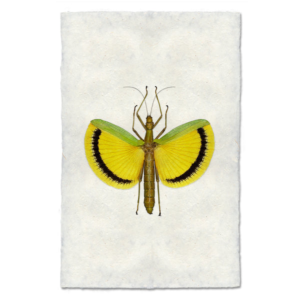 Yellow Stick Bug - BARLOGA STUDIOS- fine photographs on intriguing papers