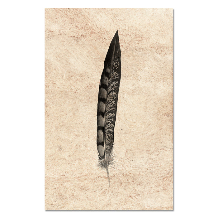 Kozo Feathers - BARLOGA STUDIOS- fine photographs on intriguing papers