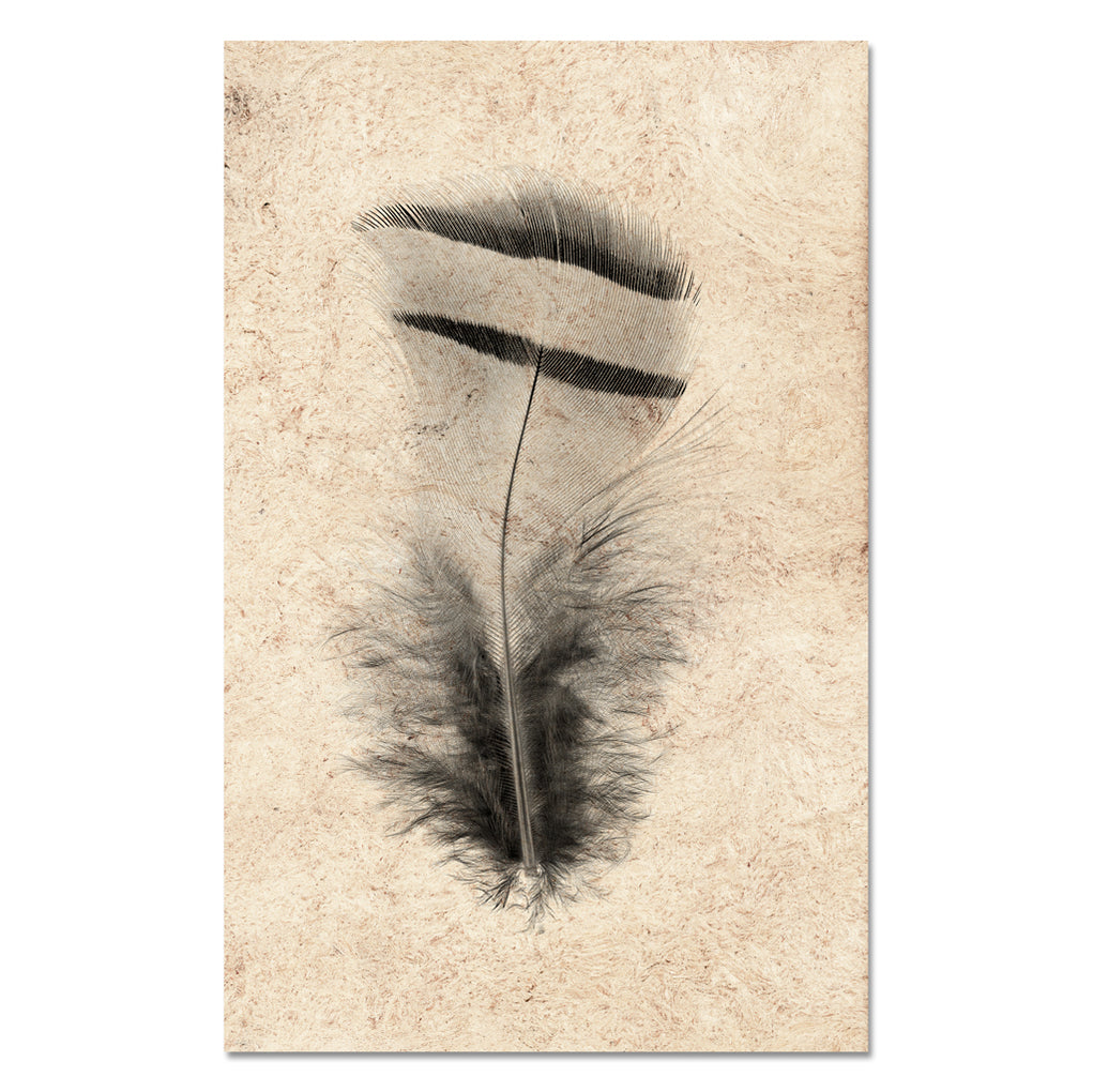 Kozo Feathers — BARLOGA STUDIOS- fine photographs on intriguing papers