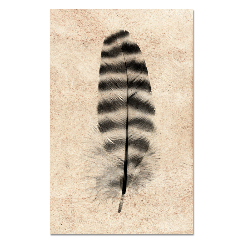 Kozo Feathers — BARLOGA STUDIOS- fine photographs on intriguing papers
