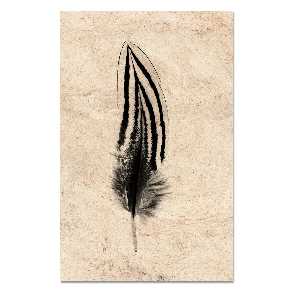Feather Study #2 (Silver Pheasant) — BARLOGA STUDIOS- fine photographs ...