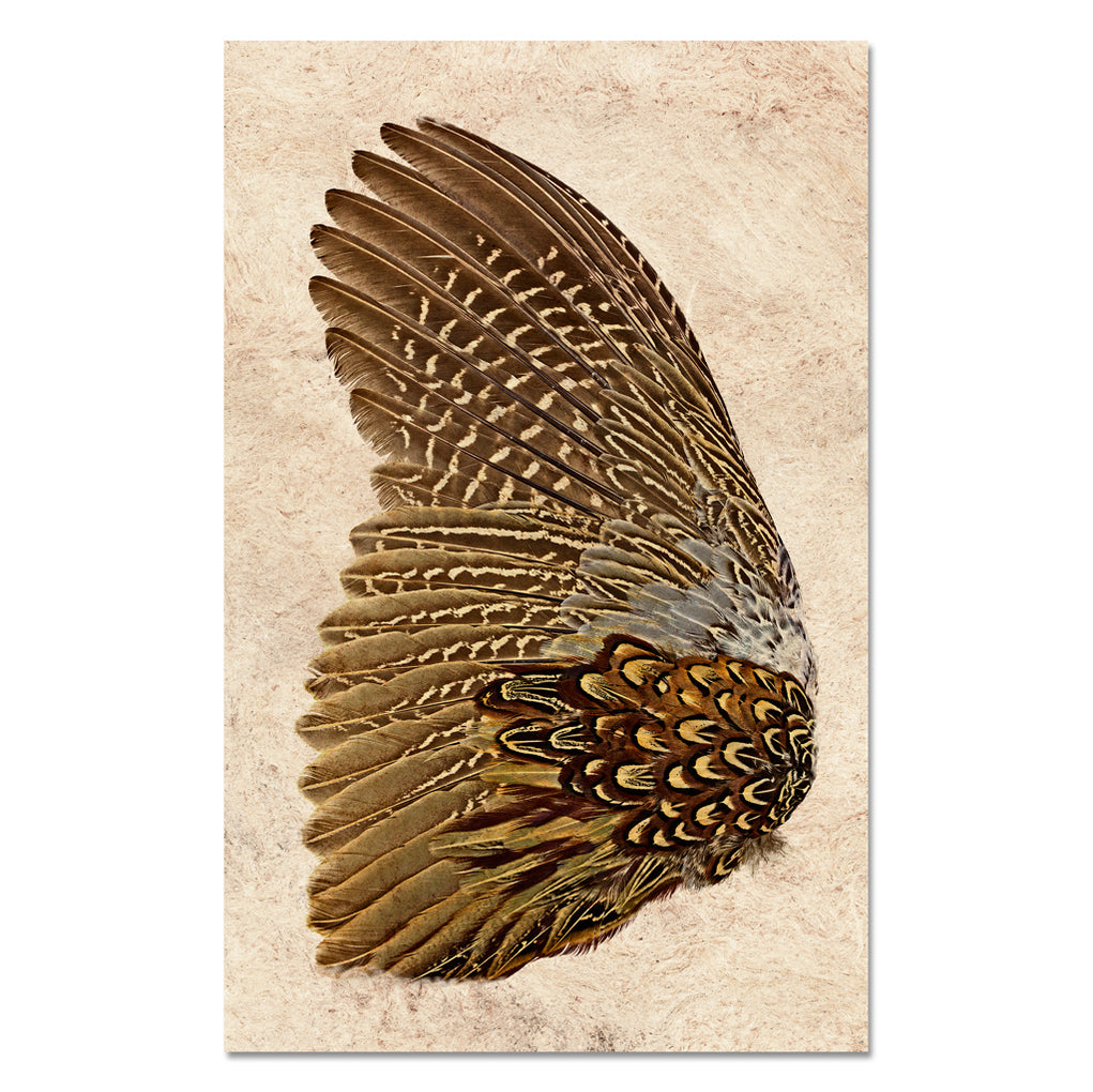Kozo Feathers — BARLOGA STUDIOS- fine photographs on intriguing papers