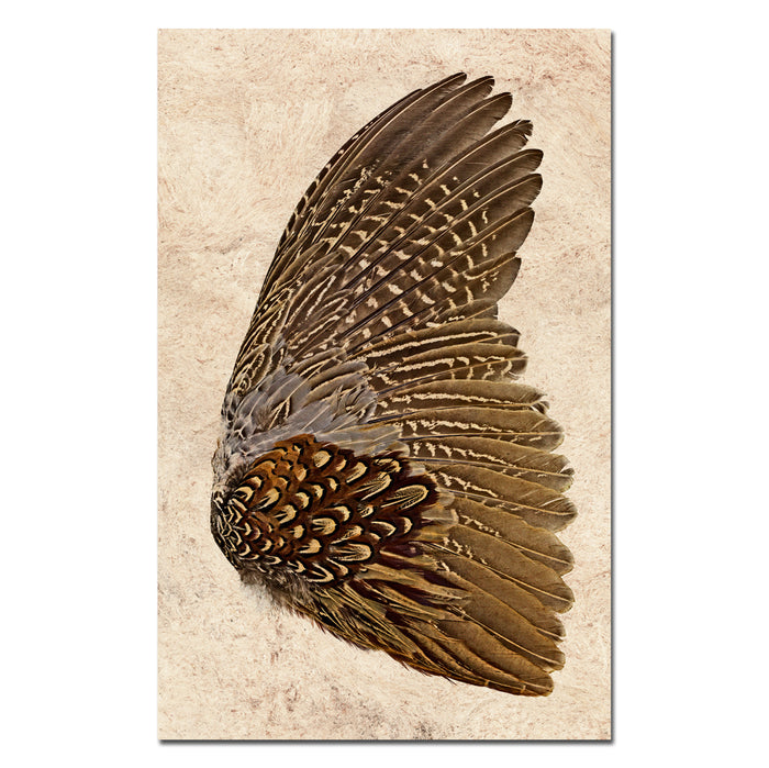 Kozo Feathers - BARLOGA STUDIOS- fine photographs on intriguing papers