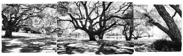 black and white photo of oak trees at Lake Merrit in Oakland, CA ...