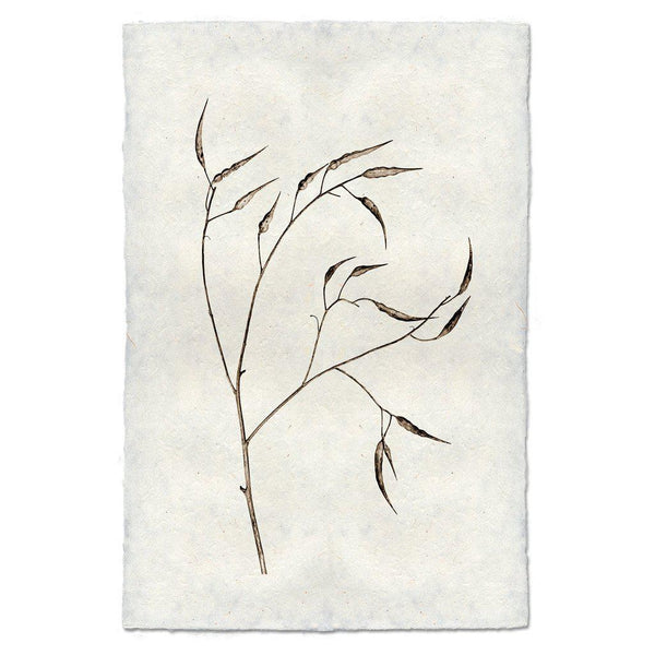 Pepper Form - BARLOGA STUDIOS- fine photographs on intriguing papers