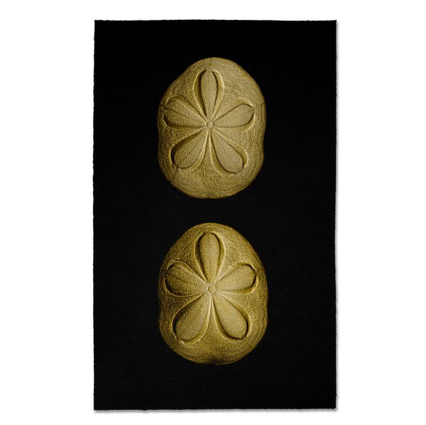 Sea Biscuits - BARLOGA STUDIOS- fine photographs on intriguing papers