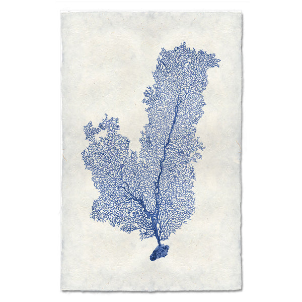 Tall Sea Fan - BARLOGA STUDIOS- fine photographs on intriguing papers