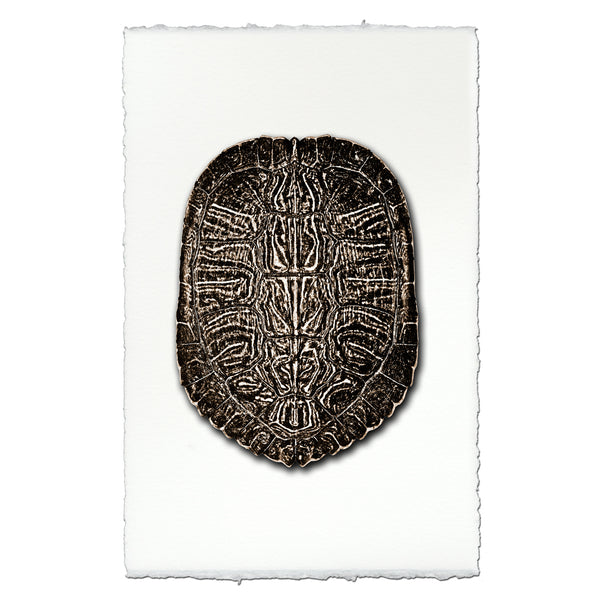 Turtle Shell #5 - BARLOGA STUDIOS- fine photographs on intriguing papers