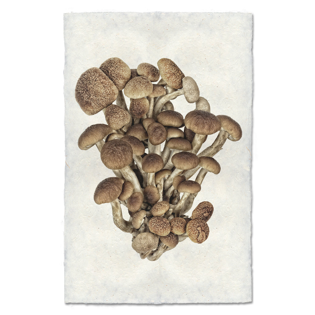 Pioppini & Shimeji — BARLOGA STUDIOS- fine photographs on intriguing papers
