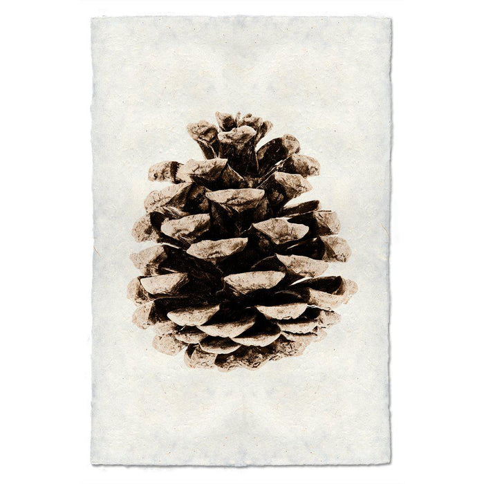 Pine Cones - BARLOGA STUDIOS- fine photographs on intriguing papers